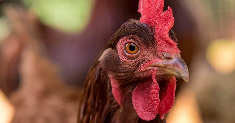 Macro photography for beginners